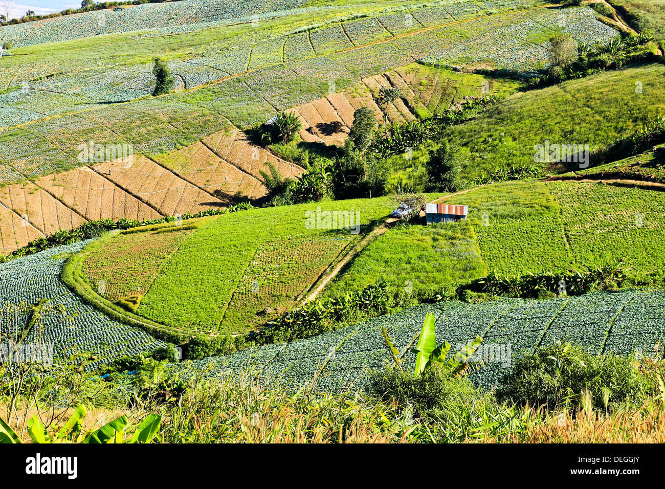 Vegetable field on the mountain Stock Photo - Alamy