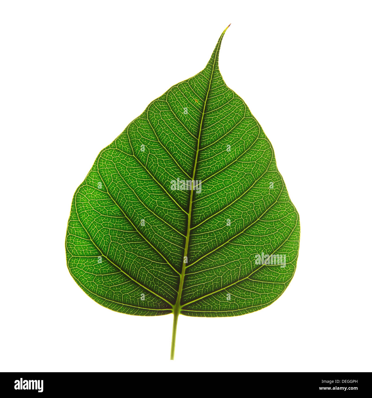 Bo tree leaf hi-res stock photography and images - Alamy
