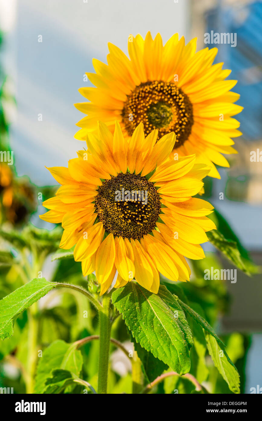 Two beautiful sunflower flowers hi-res stock photography and images - Alamy