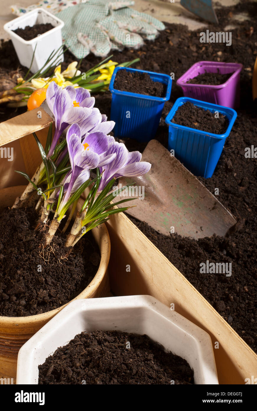Saffron crocus in pot hi-res stock photography and images - Alamy