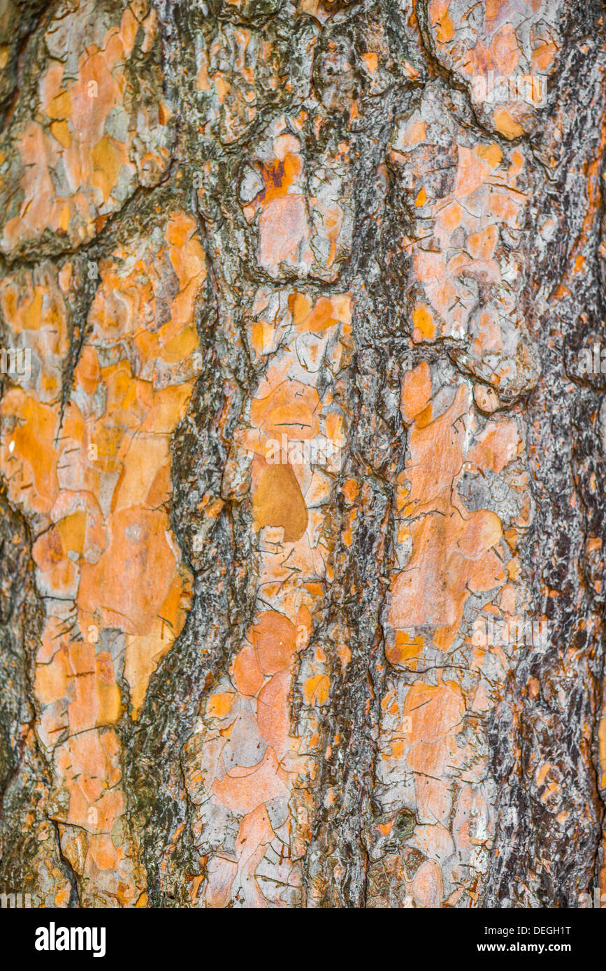 Tree bark texture background Stock Photo - Alamy