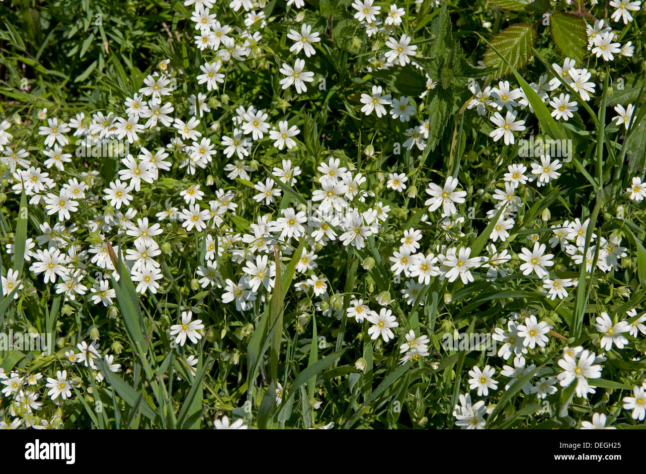 Greater stitchwort, Stellaria holostea, white flowers along a cliff ...