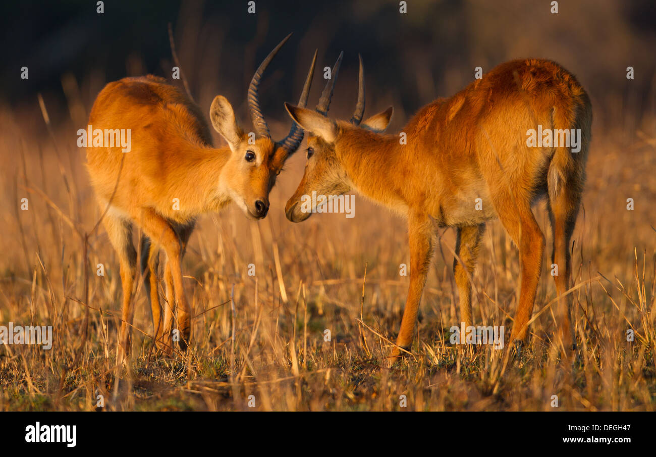 Animal puku wildlife hi-res stock photography and images - Alamy