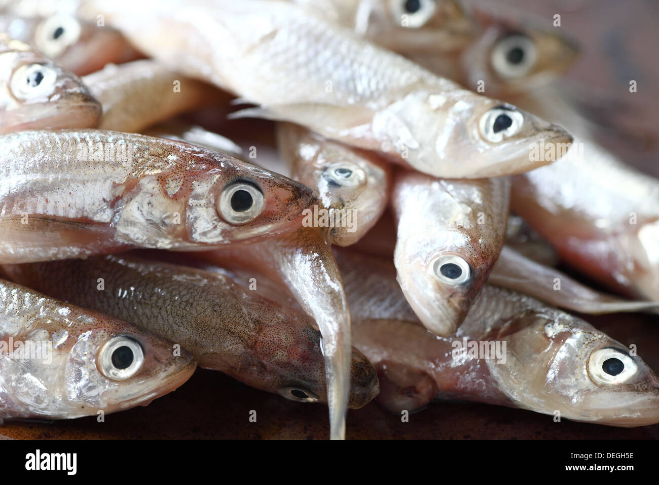 Smelt Fish High Resolution Stock Photography and Images - Alamy