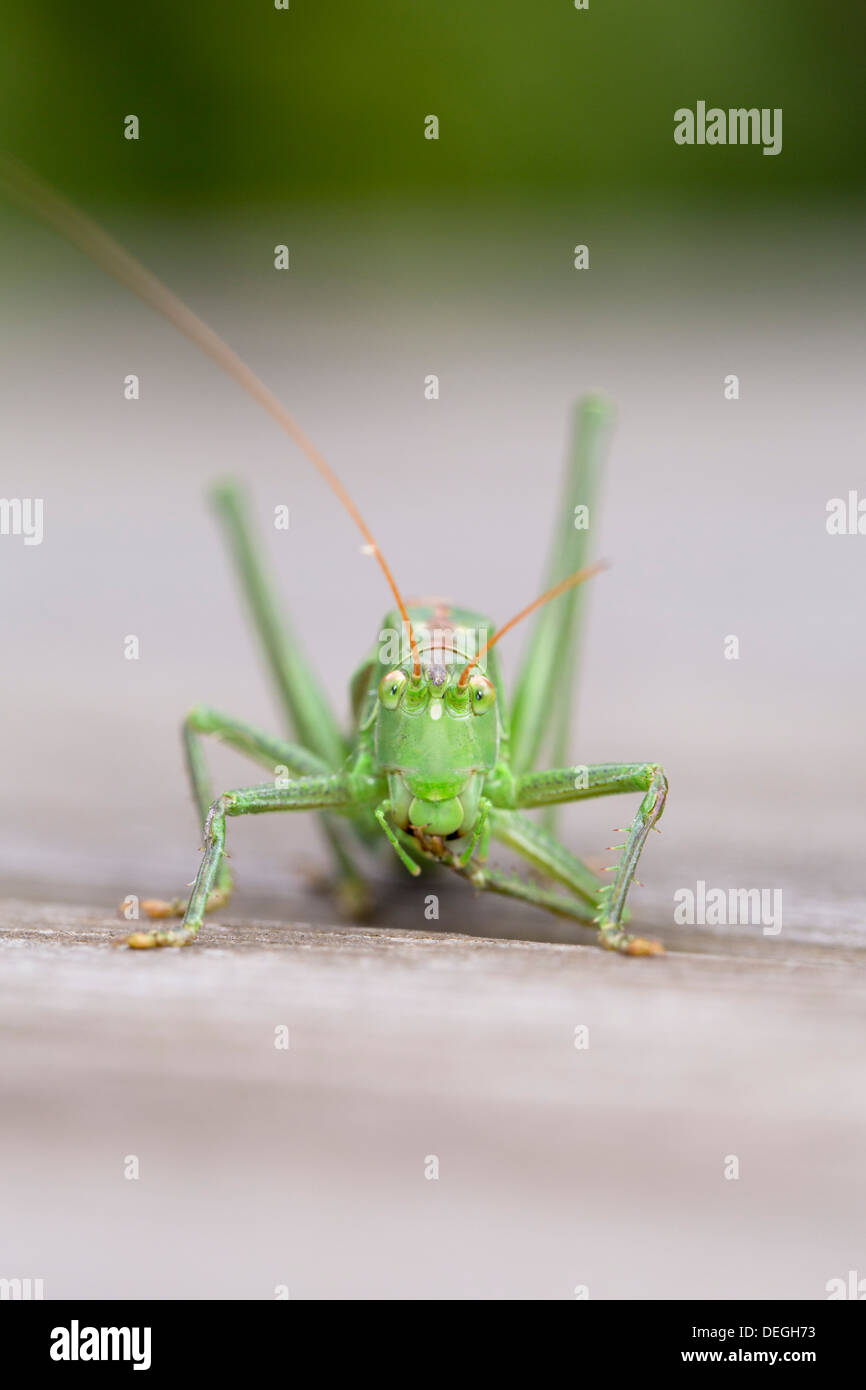 Great Green Bush Cricket; Tettigonia viridissima; Male; Autumn ...