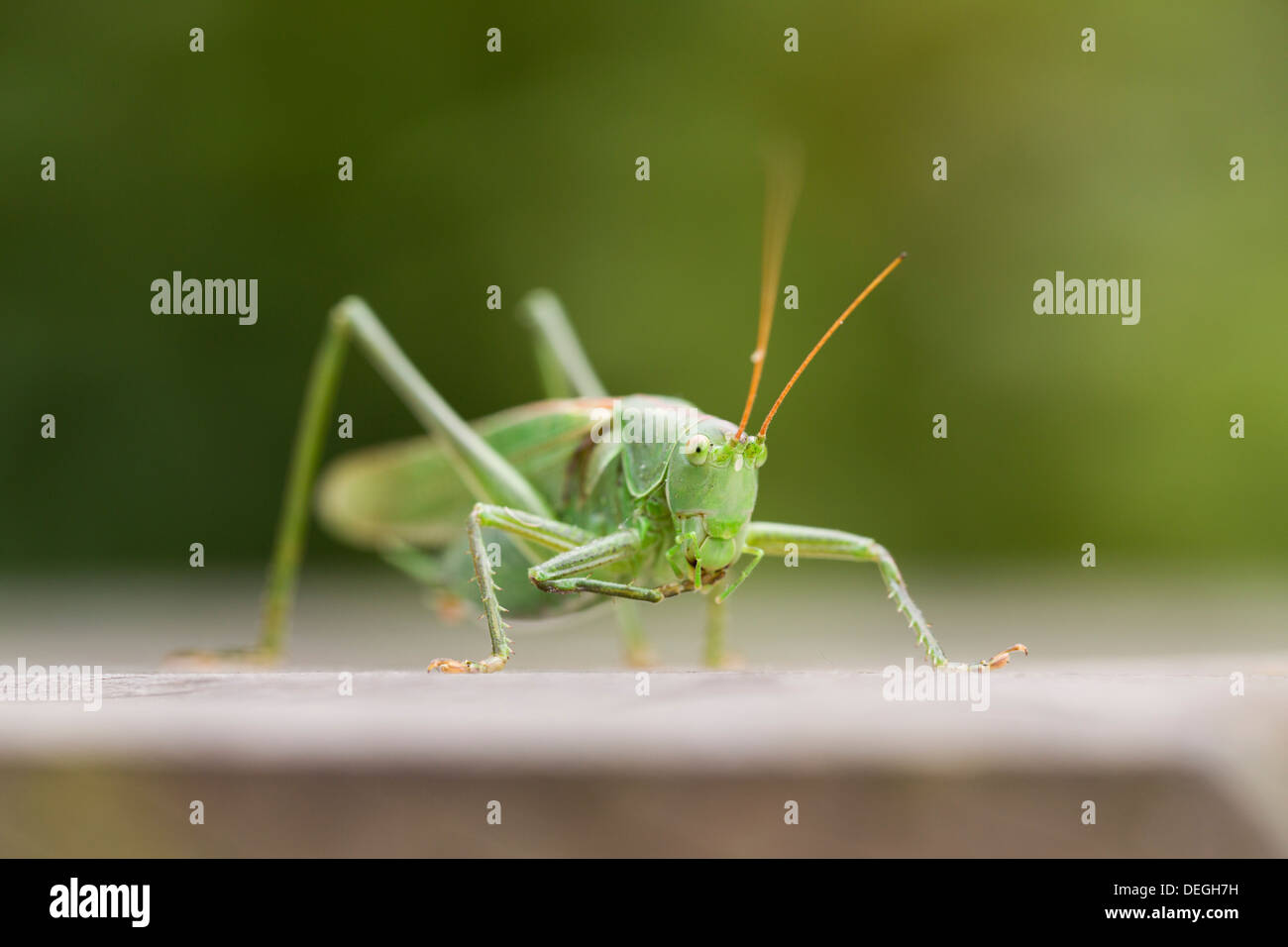 Great Green Bush Cricket; Tettigonia viridissima; Male; Autumn ...