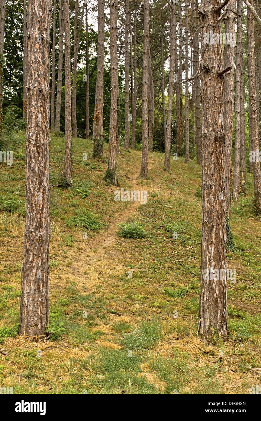 Forest path through pine hi-res stock photography and images - Alamy