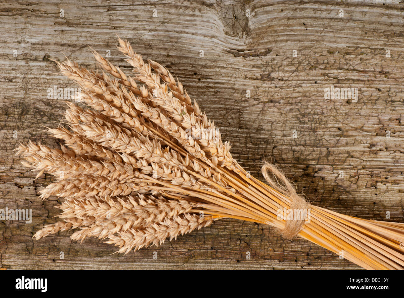 Grain borer hi-res stock photography and images - Alamy