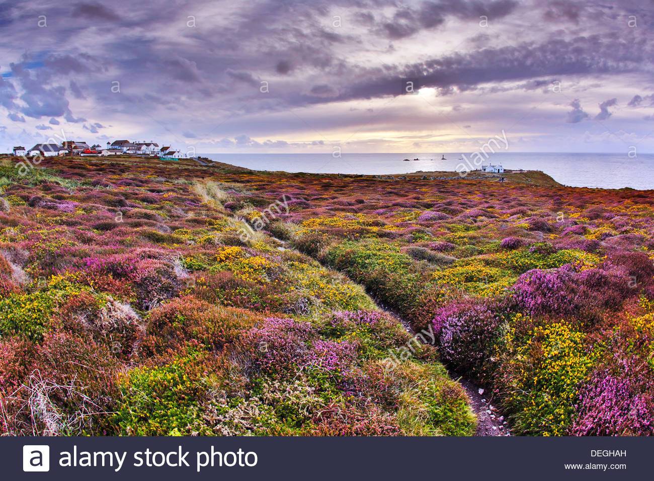 Heathland In Bloom Stock Photos & Heathland In Bloom Stock Images - Alamy