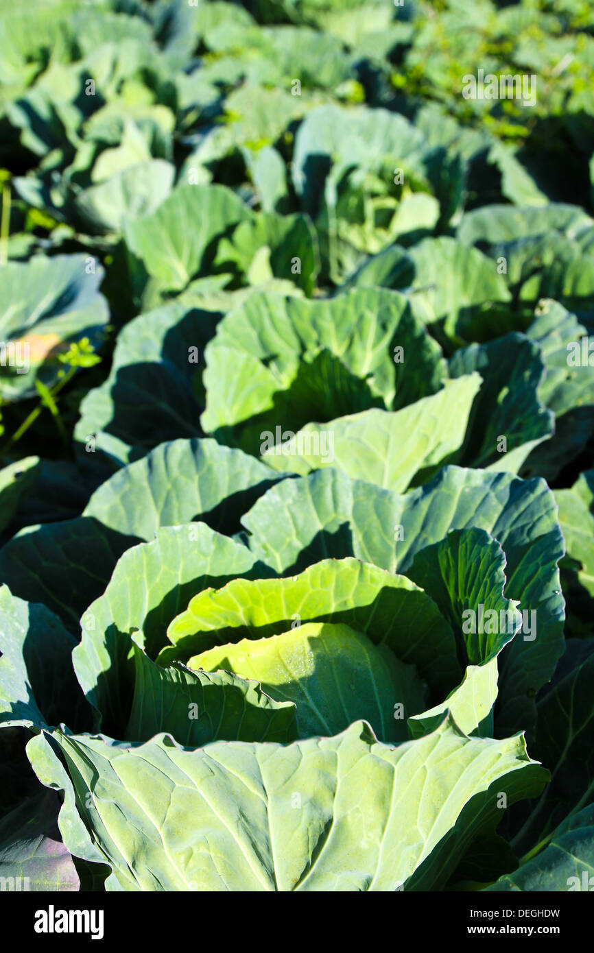 Irrigation in a cabbage field hi-res stock photography and images - Alamy