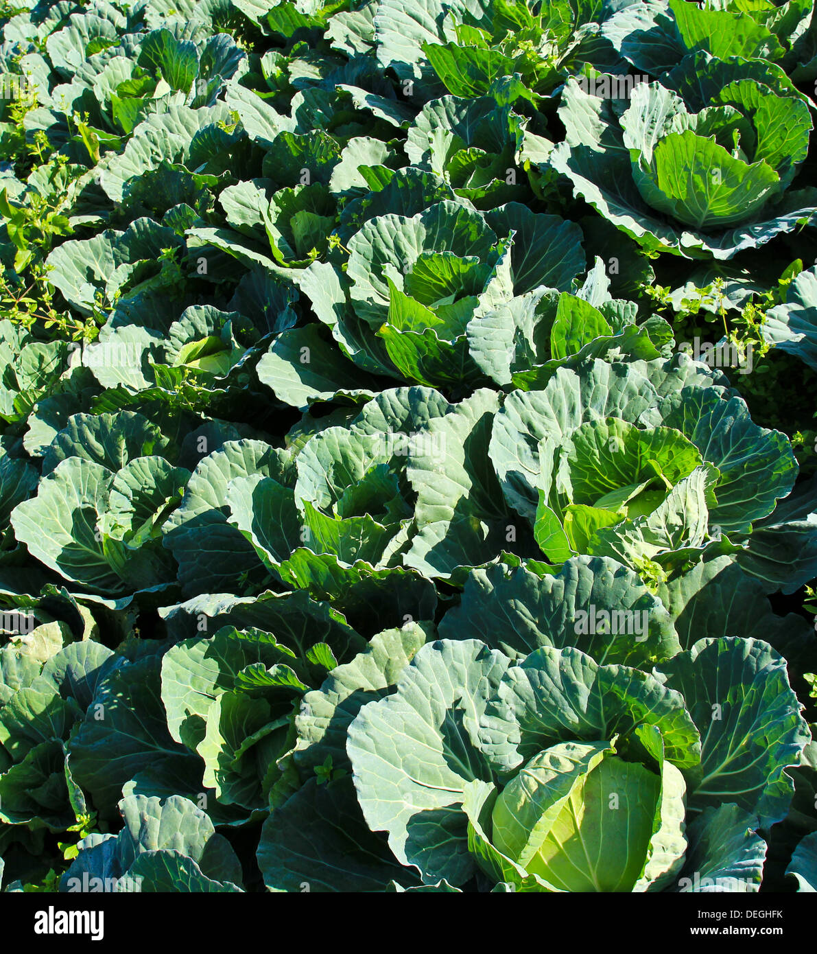 Irrigation in a cabbage field hi-res stock photography and images - Alamy