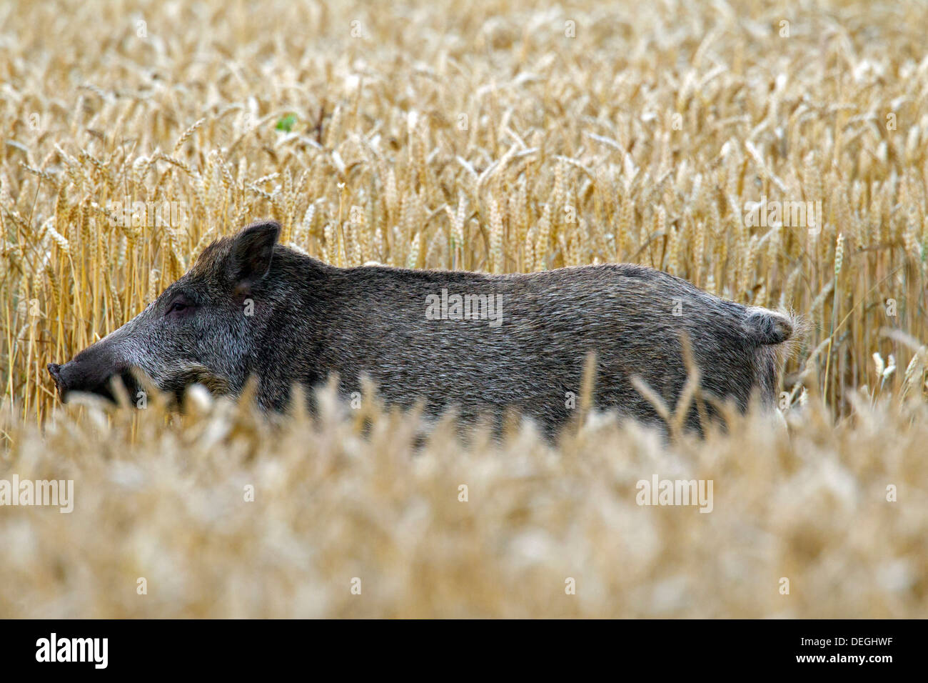 Nuisance by wild boar (Sus scrofa) trampling crop by foraging in ...