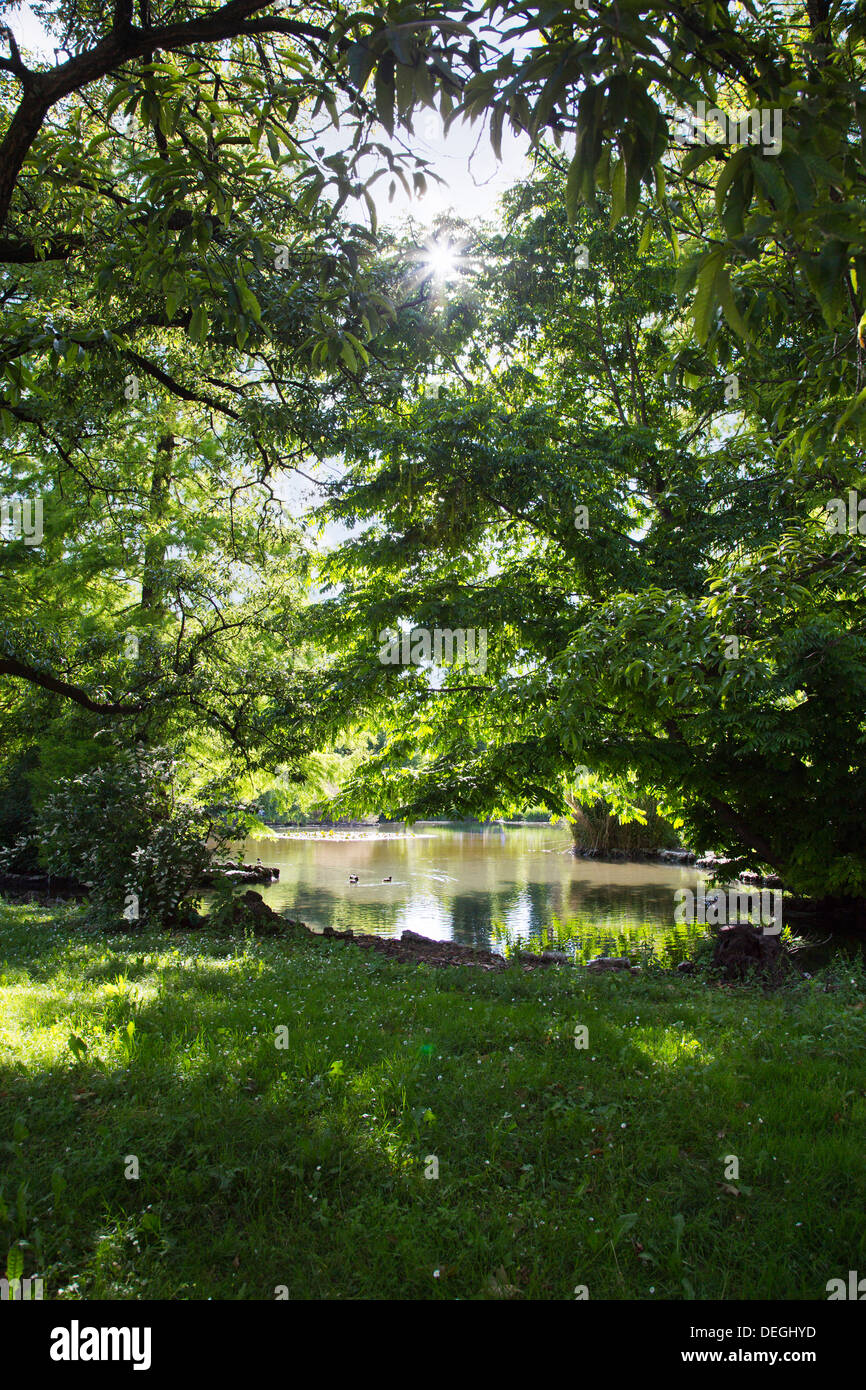 Trees with pond in a park, Milan, Lombardy, Italy Stock Photo - Alamy