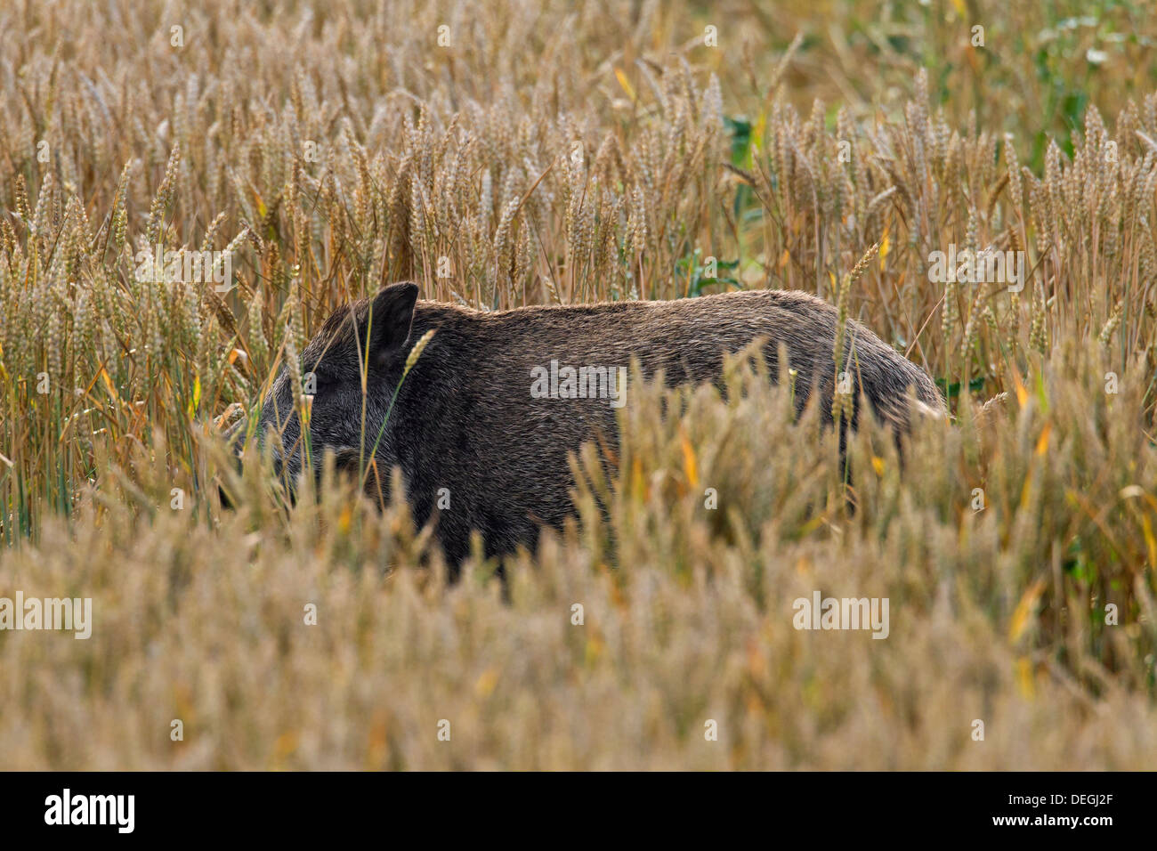 Nuisance by wild boar (Sus scrofa) trampling crop by foraging in ...
