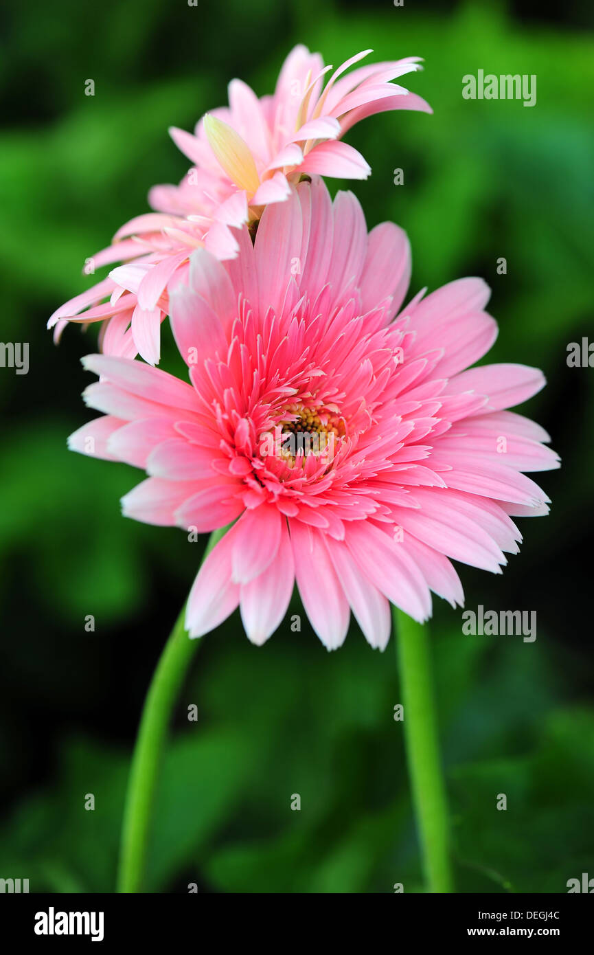 pink gerber daisy Stock Photo - Alamy