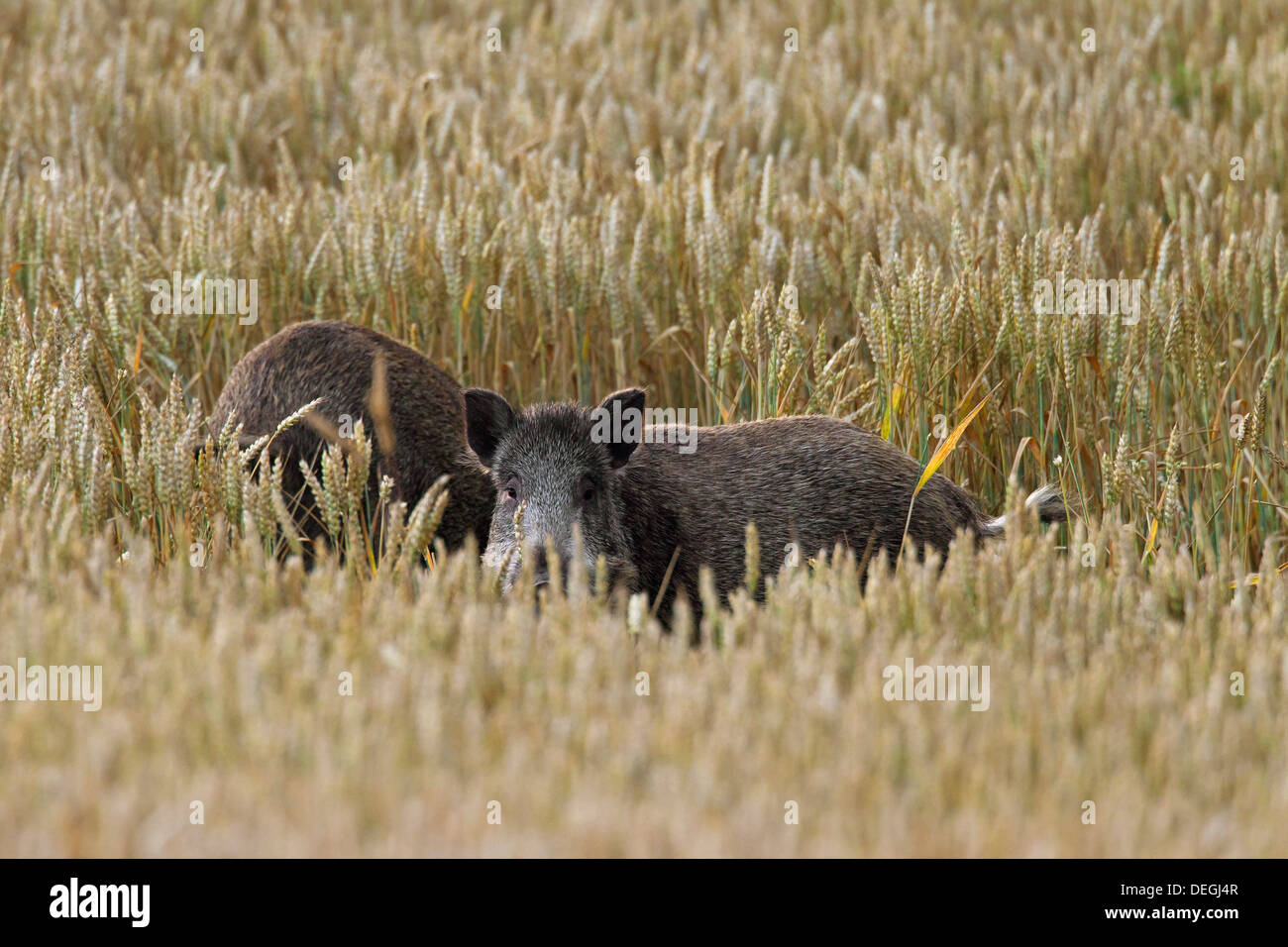 Germany boar nuisance hi-res stock photography and images - Alamy