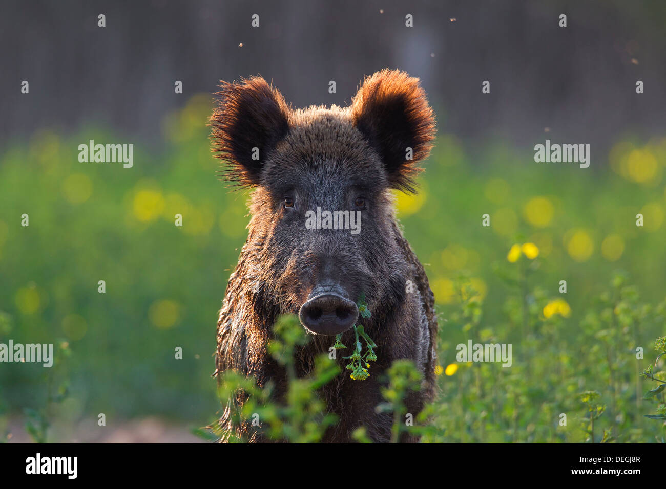 Wild boar (Sus scrofa) damaging crop by eating rapeseed flowers on ...