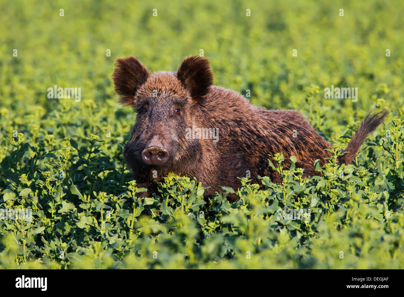 Wild boar (Sus scrofa) trampling crop by foraging in rapeseed field on ...