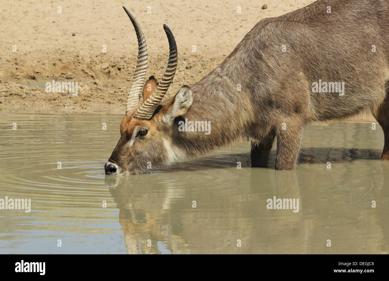 Waterbuck - Wildlife Background from Africa - Animal Kingdom Beauty ...