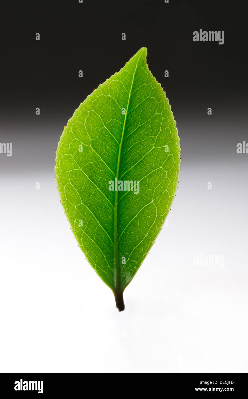 Tea tea leave shape hi-res stock photography and images - Alamy