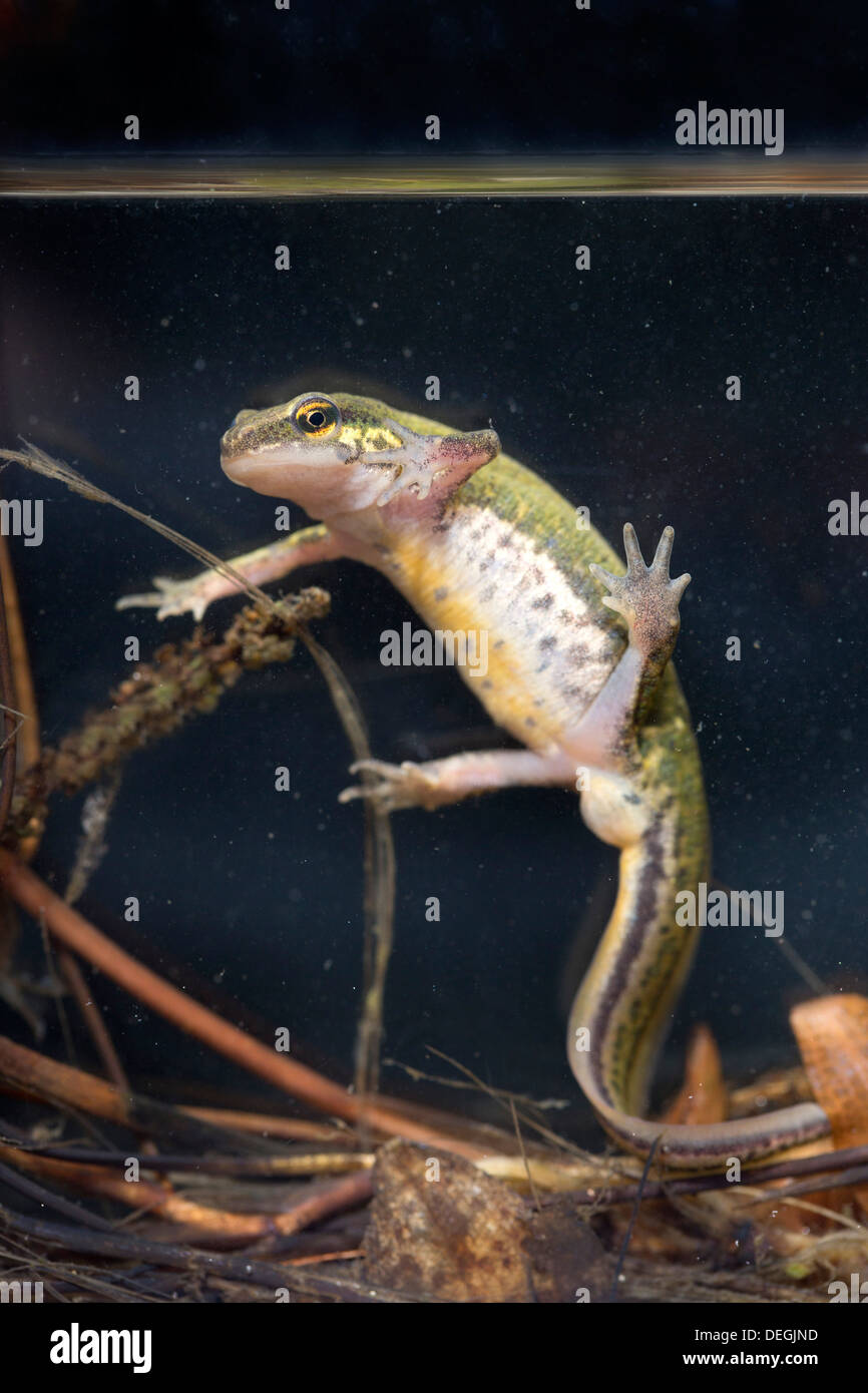 Palmate Newt Uk High Resolution Stock Photography and Images - Alamy