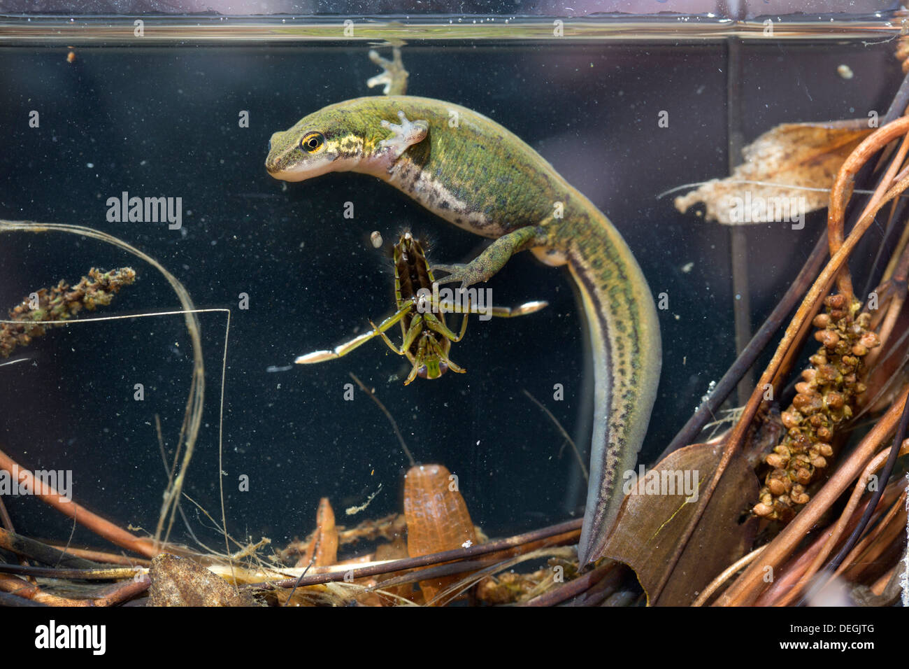 Palmate newt uk hi-res stock photography and images - Alamy