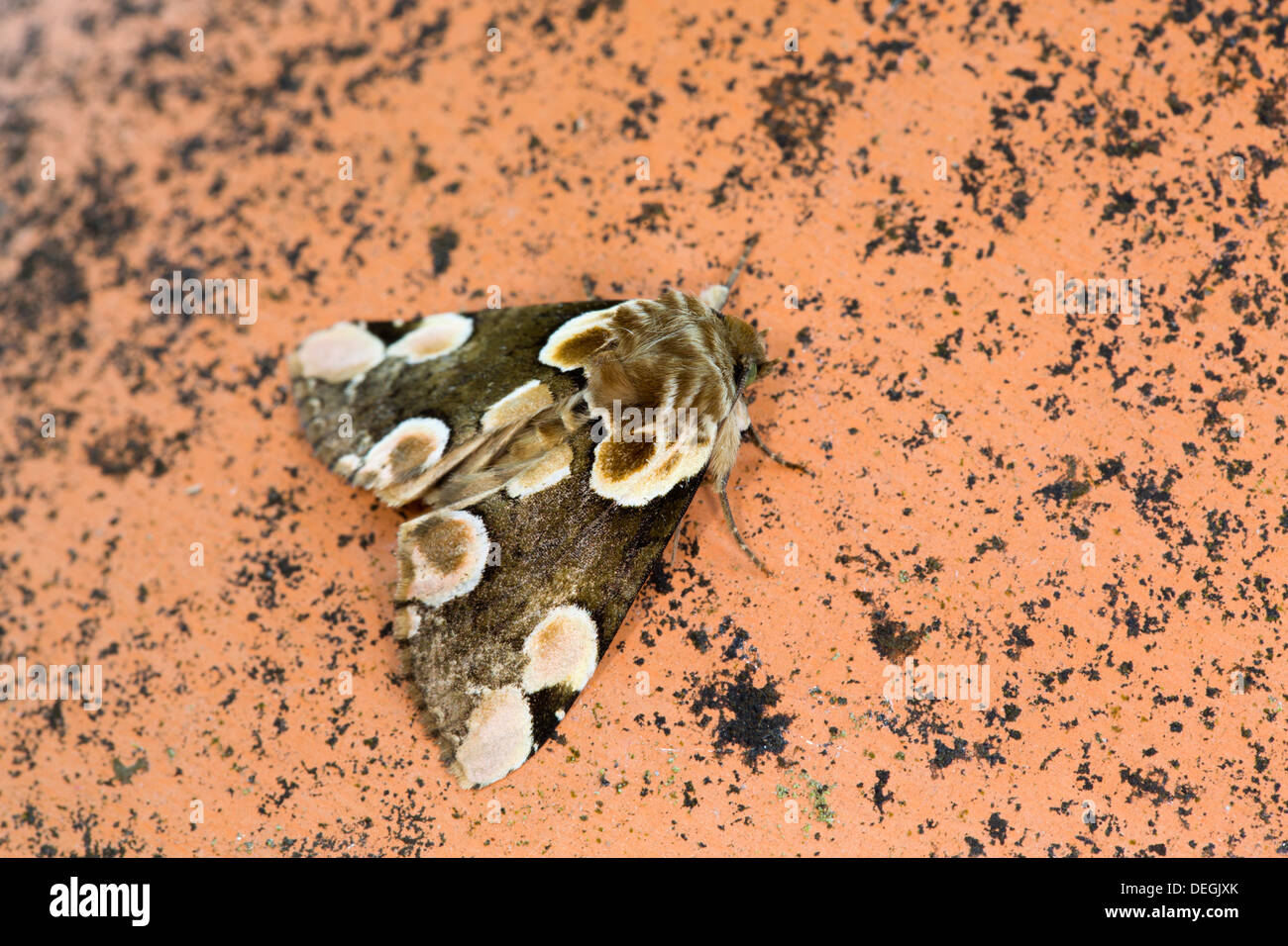 Peach Blossom Moth; Thyatira batis; UK Stock Photo - Alamy