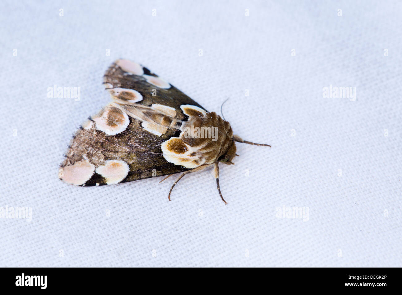 Peach Blossom Moth; Thyatira batis; UK Stock Photo - Alamy