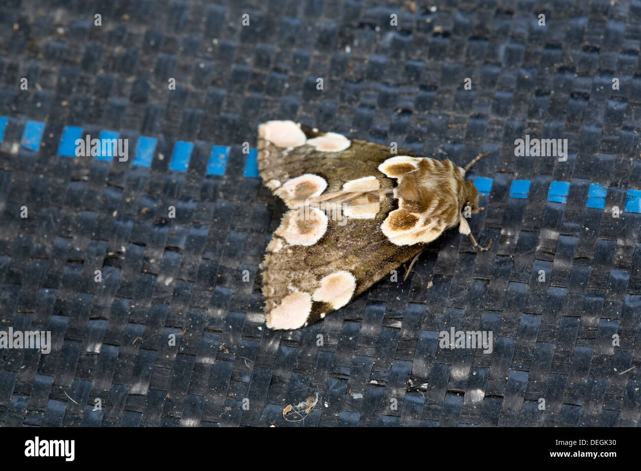 Peach moth hi-res stock photography and images - Alamy