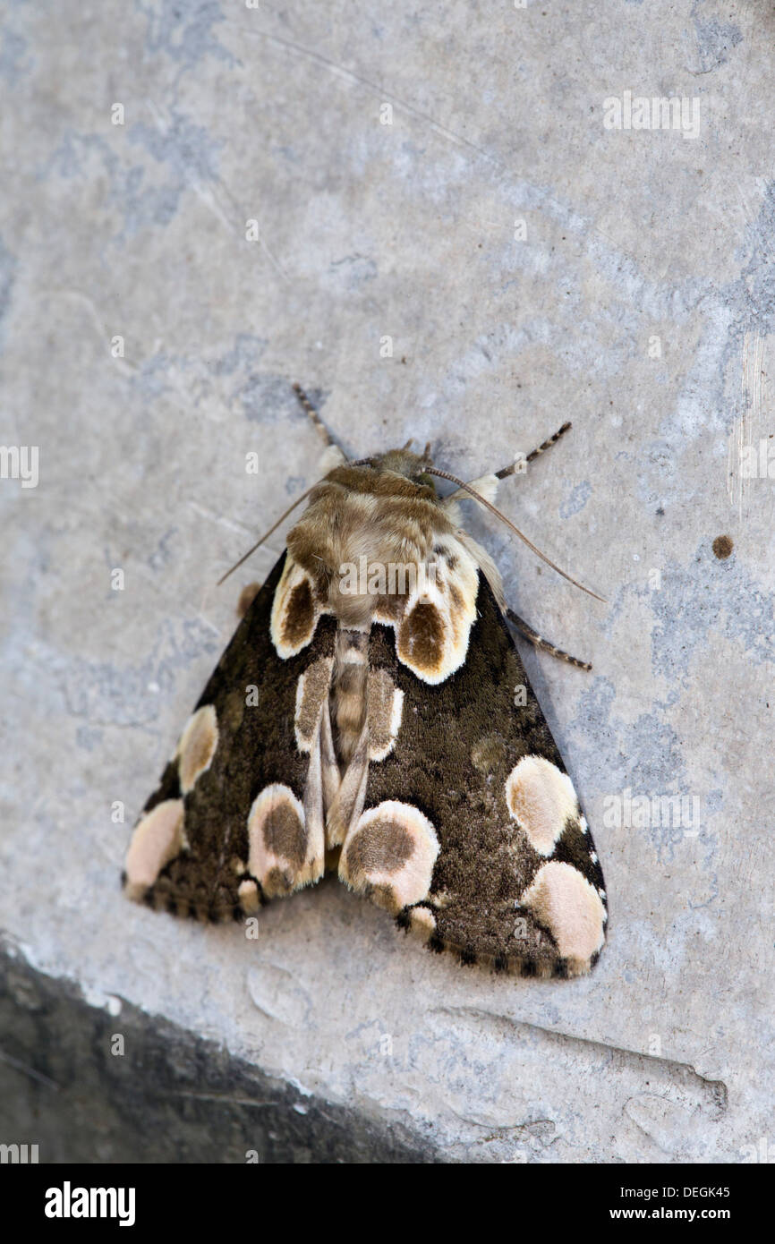 Peach Blossom Moth; Thyatira batis; UK Stock Photo - Alamy