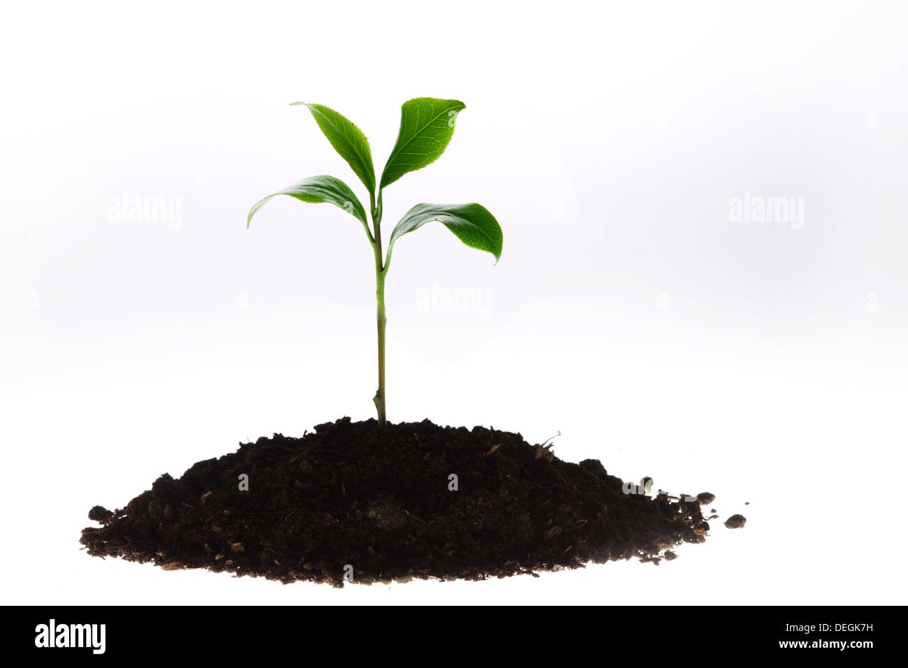 Tea sapling hi-res stock photography and images - Alamy