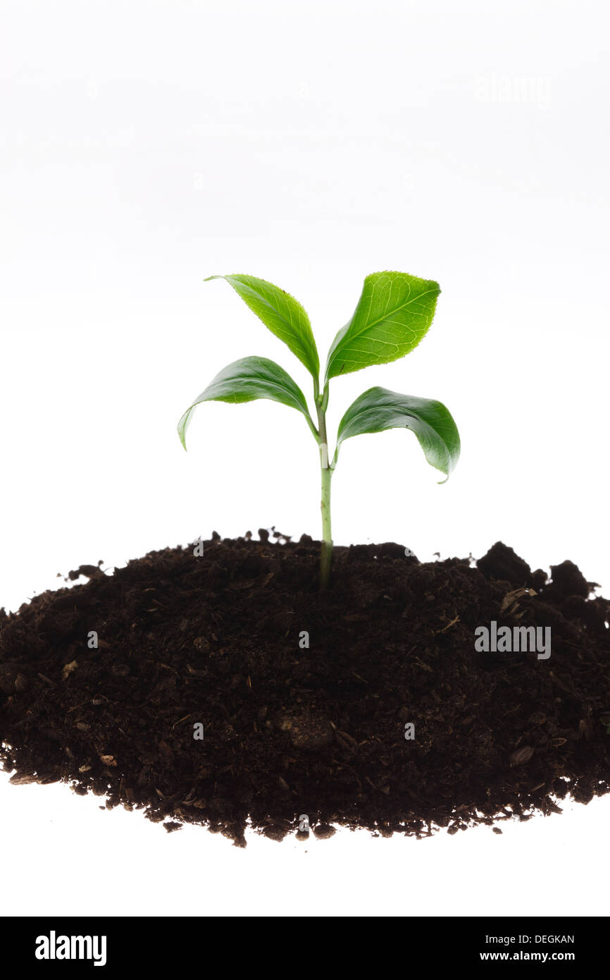 Tea sapling hi-res stock photography and images - Alamy