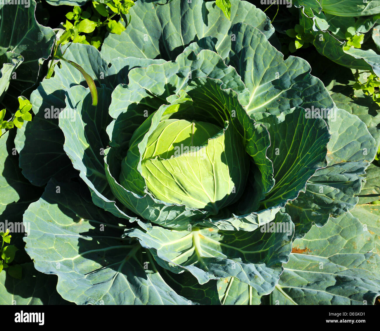 Savoy head hi-res stock photography and images - Alamy