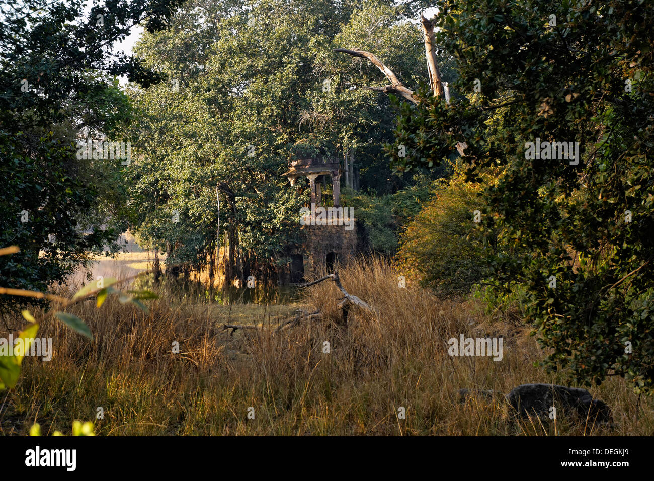 A scenic wild scape of Ranthambhore Forest, India Stock Photo - Alamy