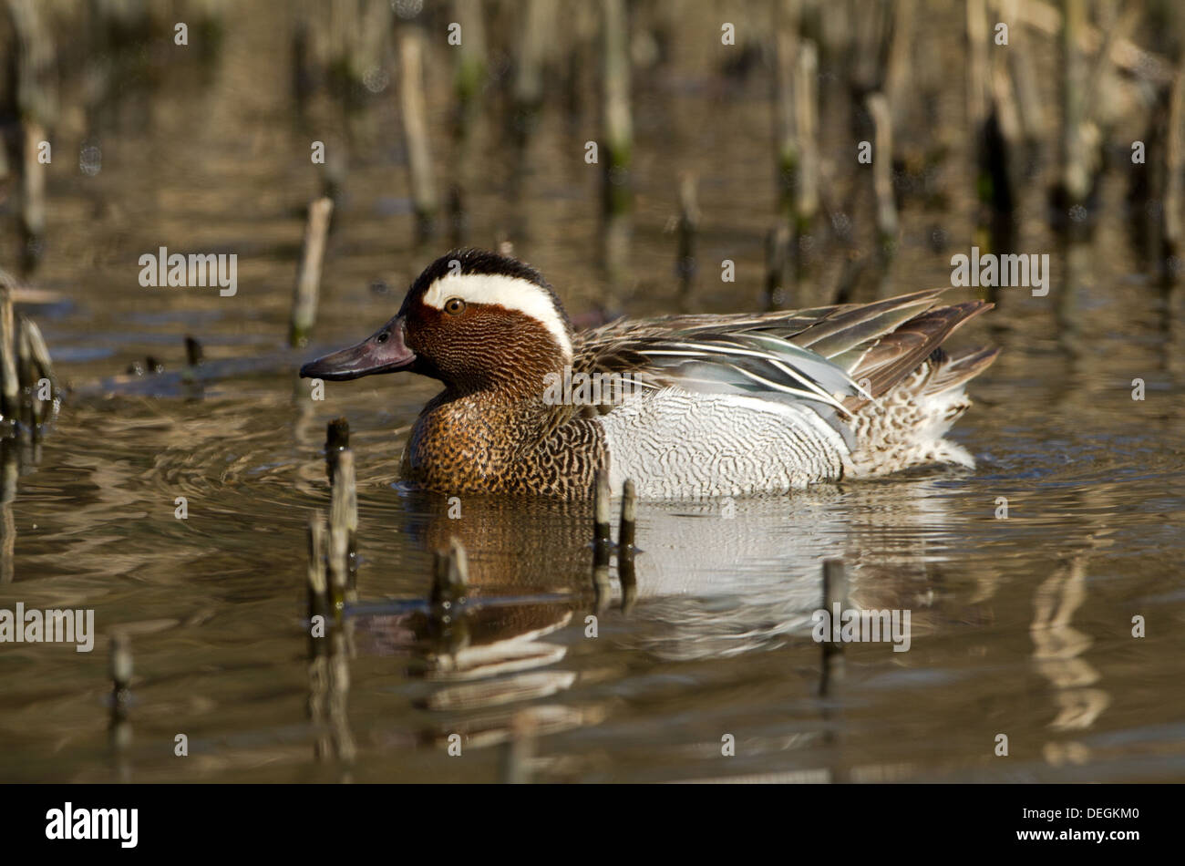Male garganey hi-res stock photography and images - Alamy