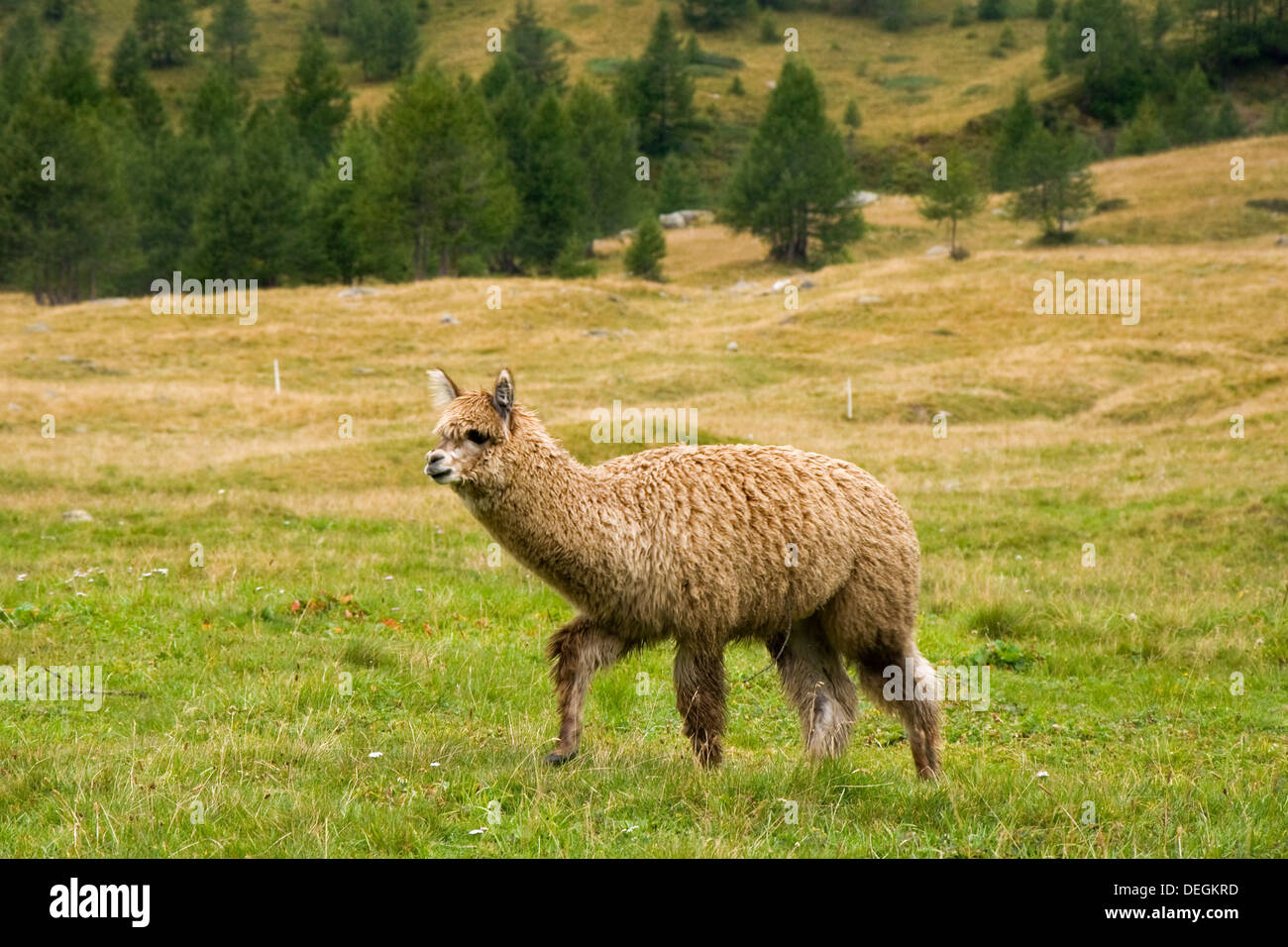 Alpaca italy hi-res stock photography and images - Alamy