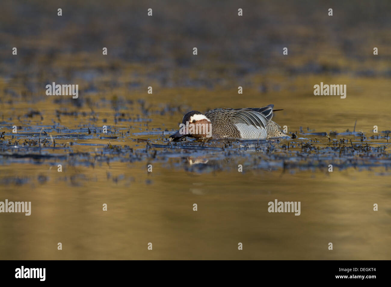 Male garganey hi-res stock photography and images - Alamy