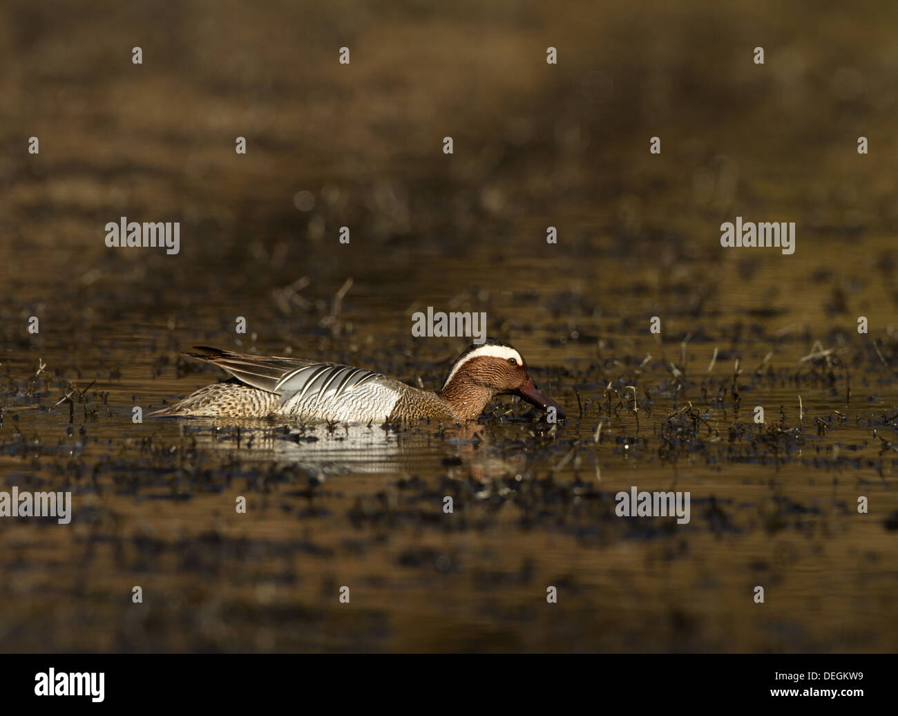 Male garganey hi-res stock photography and images - Alamy
