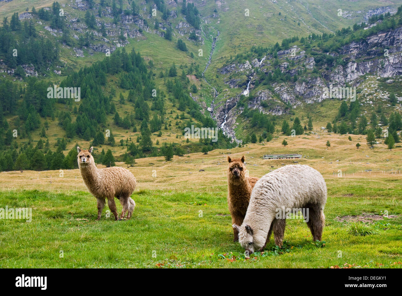 Italy, Piedmont, Alpe Veglia, alpaca Stock Photo - Alamy