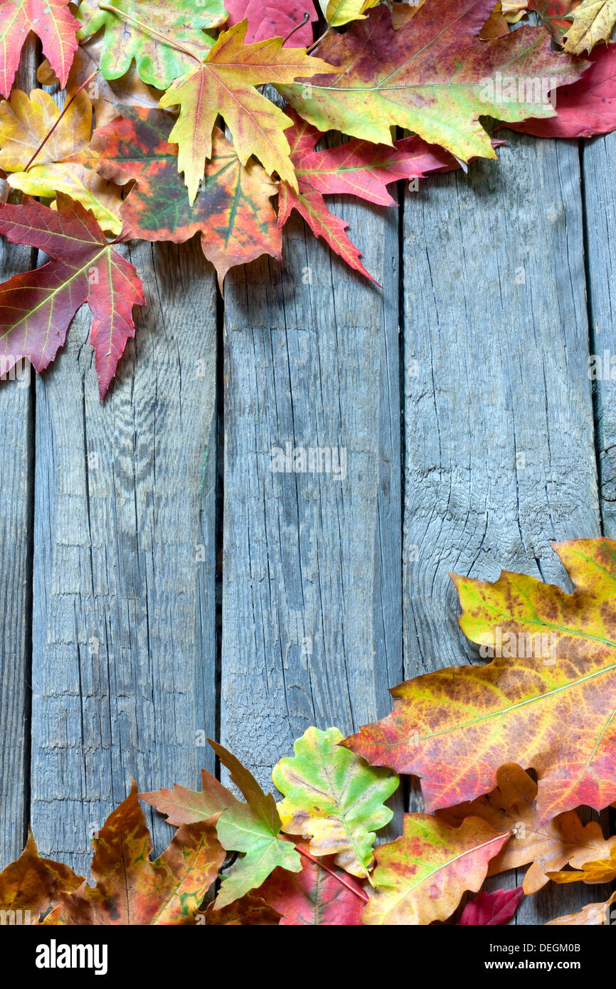Autumn Leaves Wallpaper Border