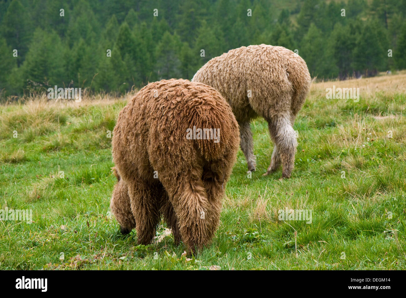 Alpaca italy hi-res stock photography and images - Alamy