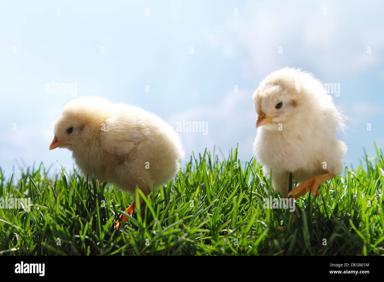 Two young chicks side by side on grass hi-res stock photography and ...