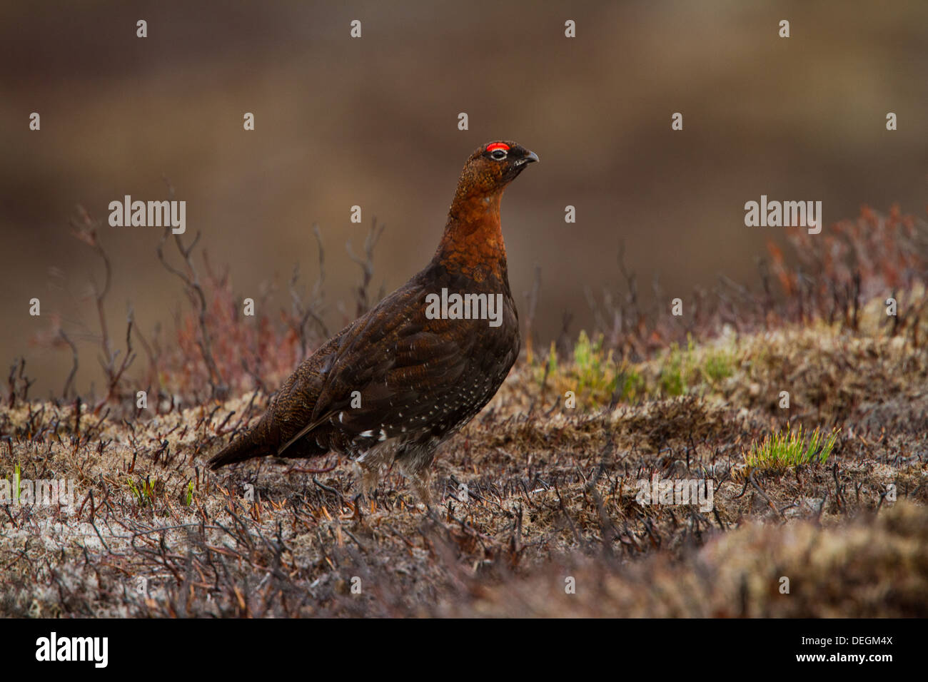 Red Grouse walking amongst Heather in Scotland Stock Photo - Alamy