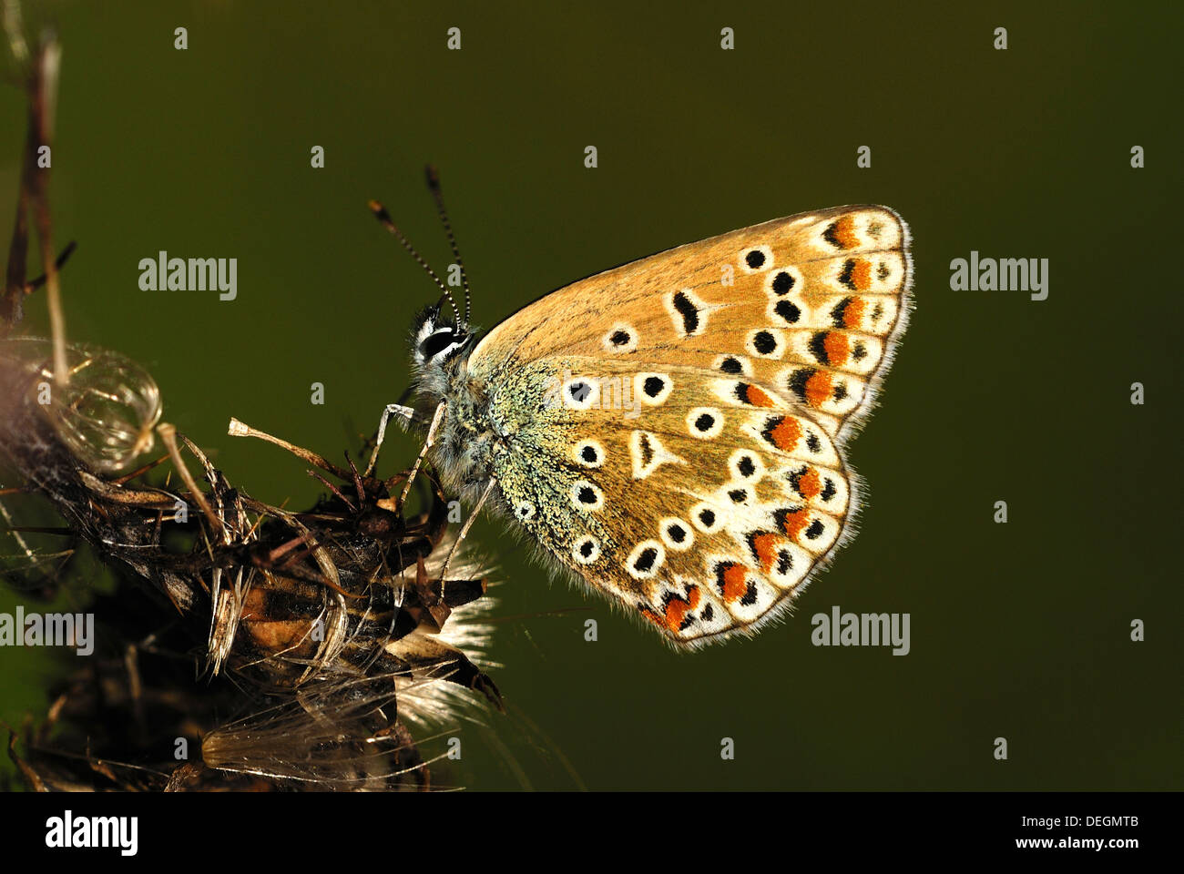 A common blue butterfly showing its spotty underwing UK Stock Photo - Alamy