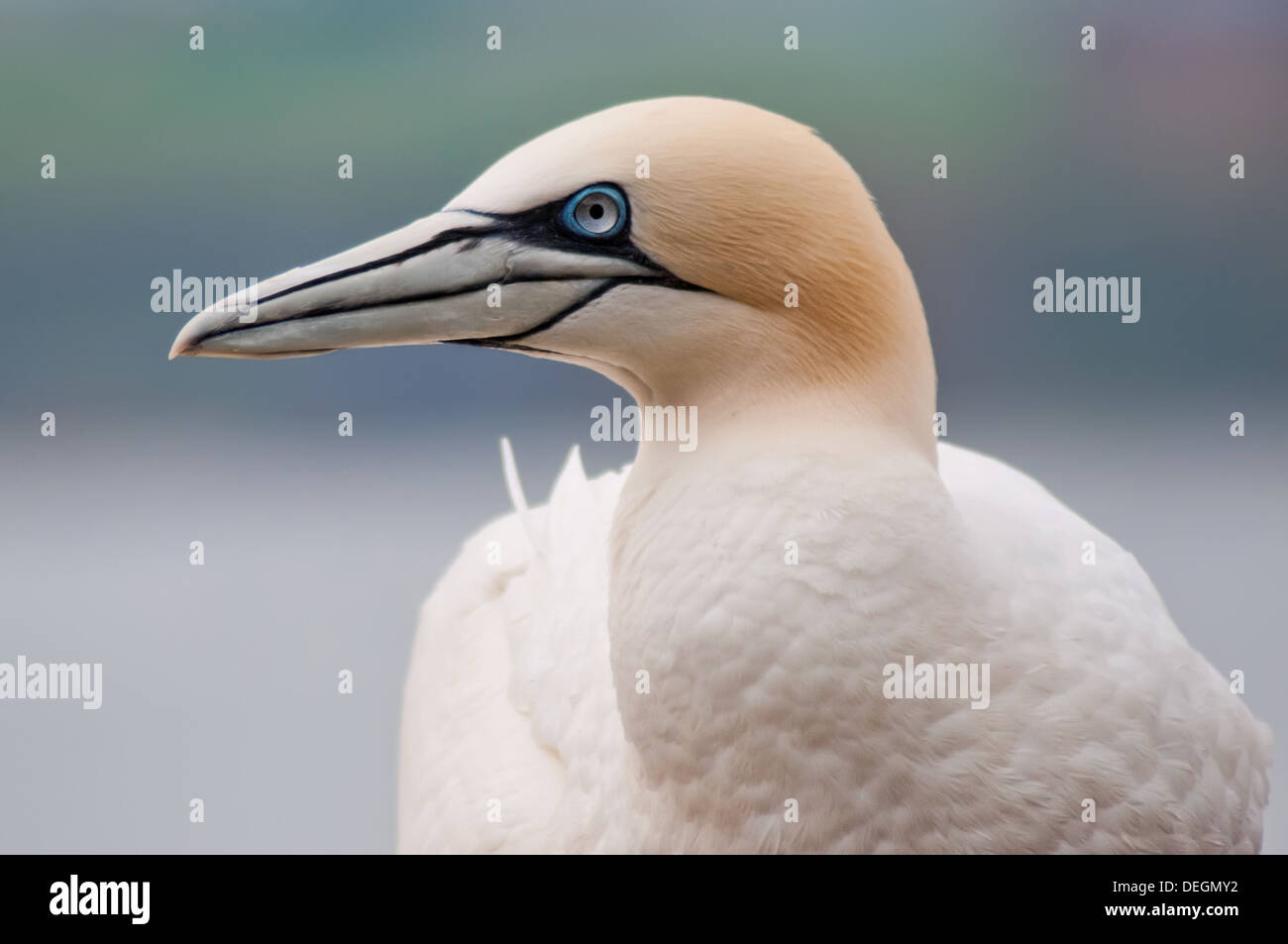 Northern gannet (Morus bassanus Stock Photo - Alamy