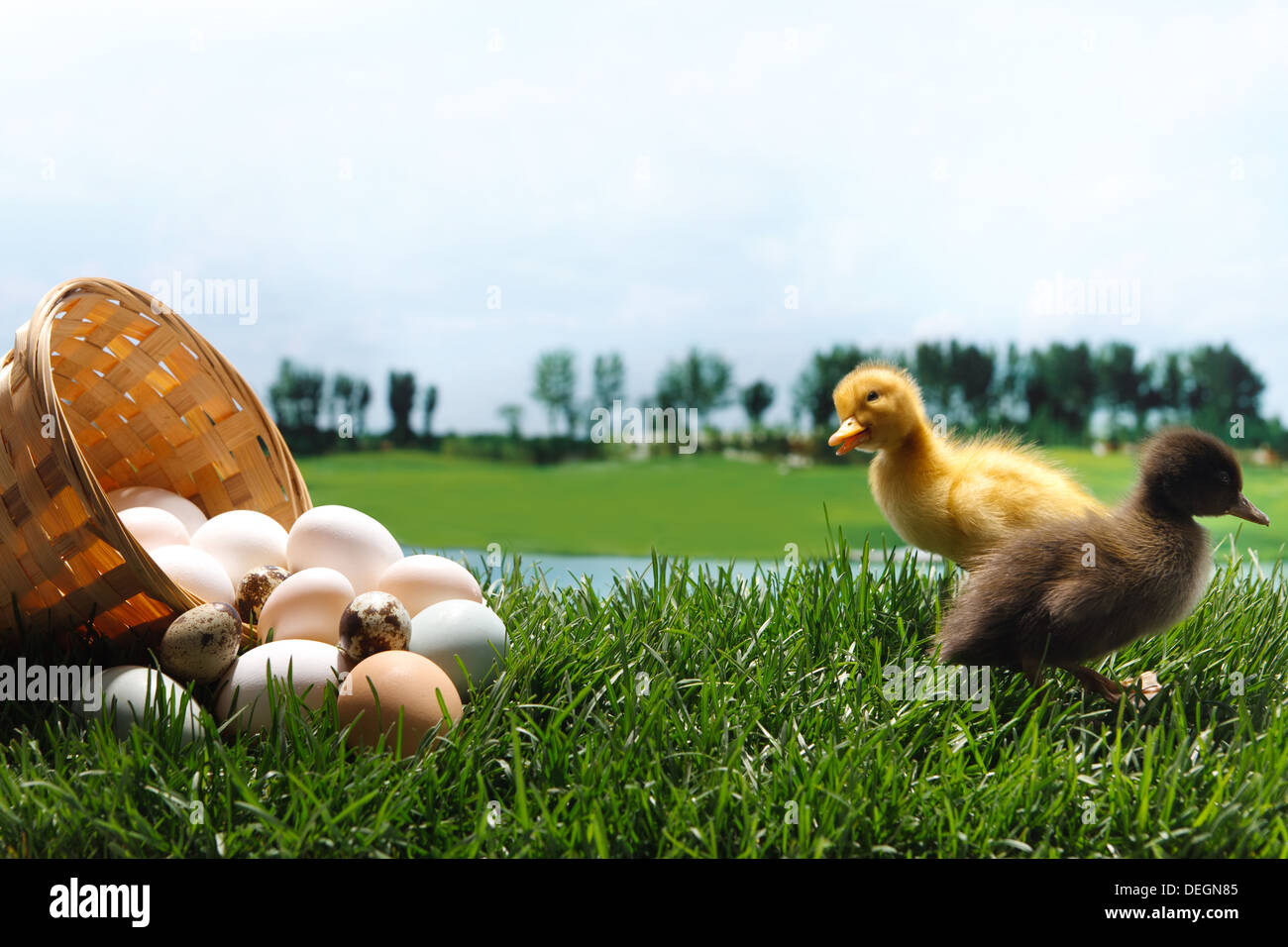 Hatching ducks hi-res stock photography and images - Alamy