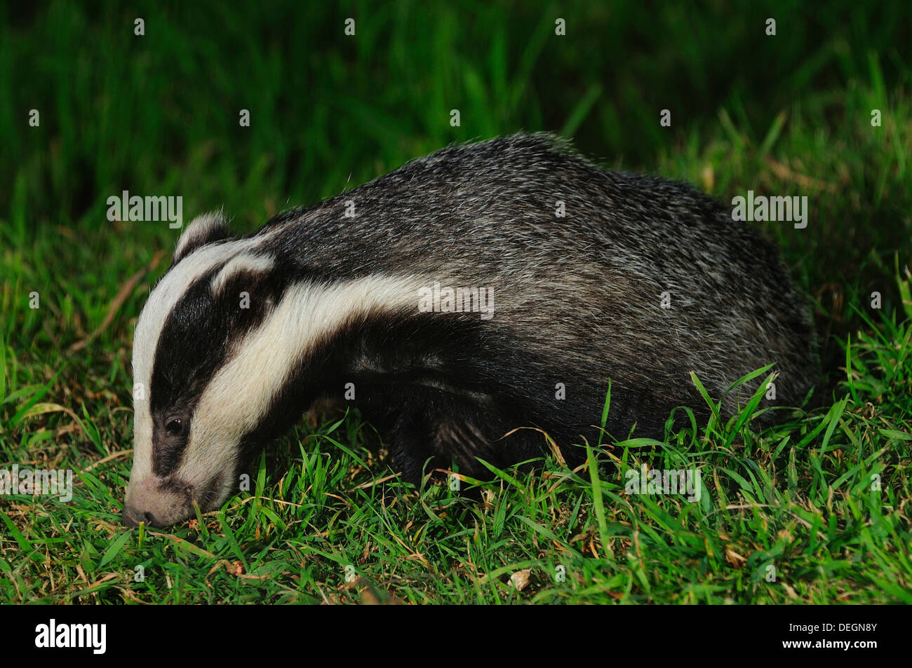 Uk badger at night hi-res stock photography and images - Alamy