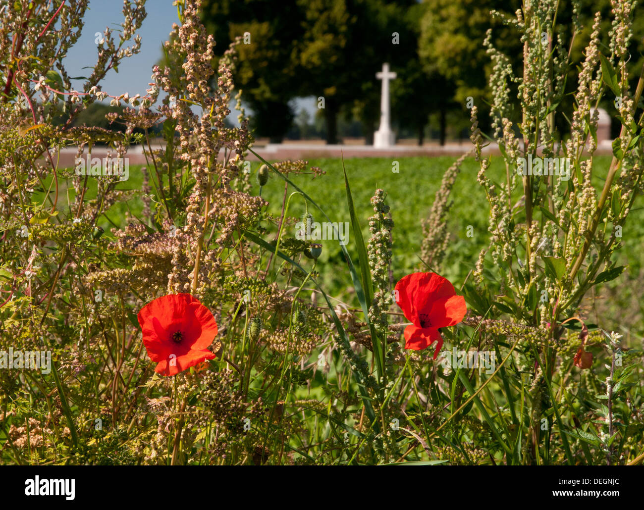 Poppies in Somme battlefield with British WWI war cemetery in ...