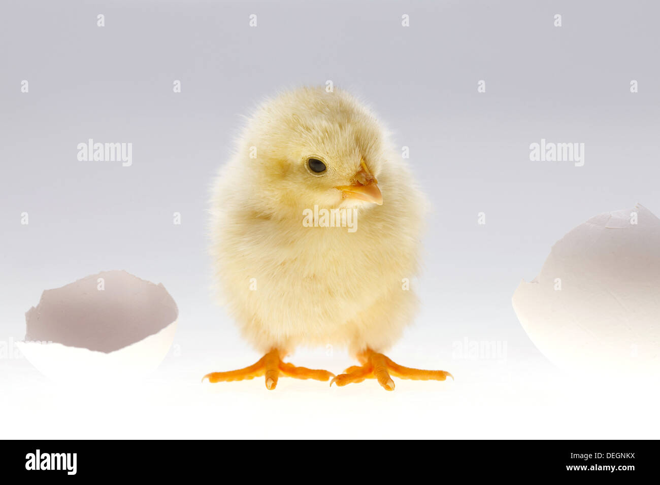 Baby chicken broken eggshell hi-res stock photography and images - Alamy