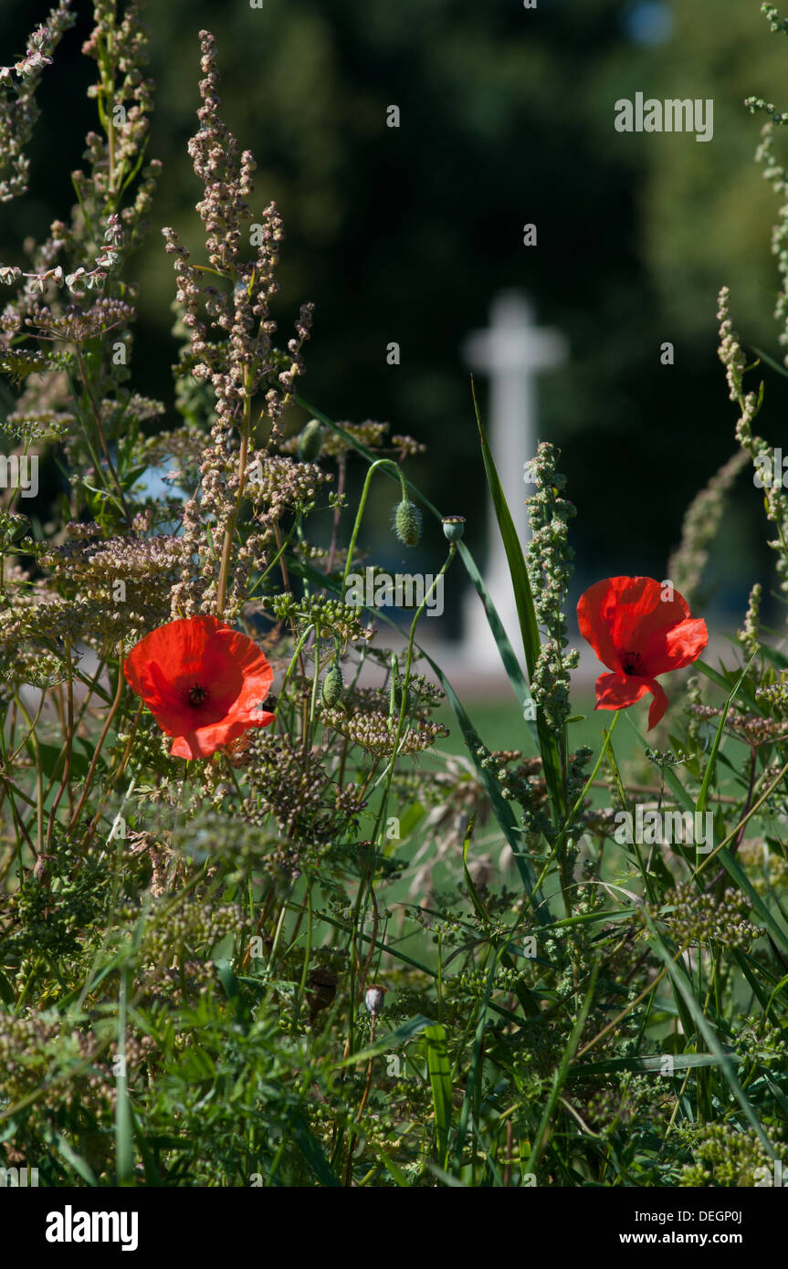 Poppies in Somme battlefield with British WWI war cemetery in ...